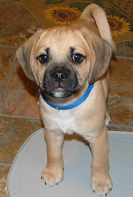 Cheagle Puppies For Sale - Dog Breeds